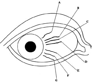 SCLEROLOGY